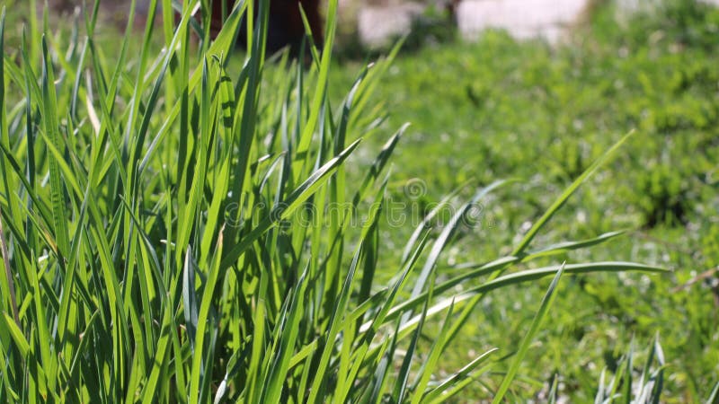 Tall Green Grass in the Spring Garden Stock Photo - Image of sunny ... Tall Green Grass in the Spring Garden Stock Photo - Image of sunny ...