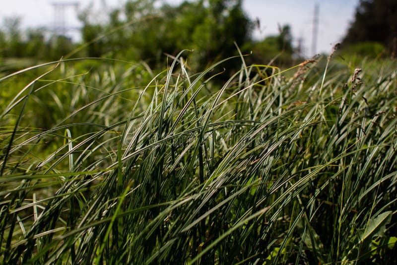 Tall Green Grass in Summer Forest Stock Image - Image of field, clean ...