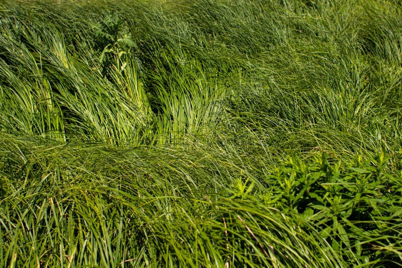 Tall Green Grass in Summer Forest Stock Image - Image of mysterious ...
