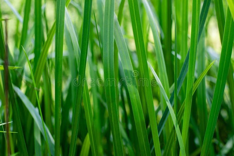 Tall Green Grass. Texture of a Grass Stem Stock Image - Image of ...