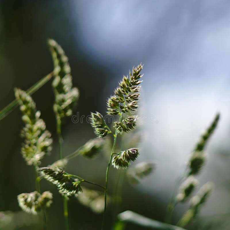 Tall Green Hardy Pampas Grass with Sharp Leaves on Top Stock Photo ...