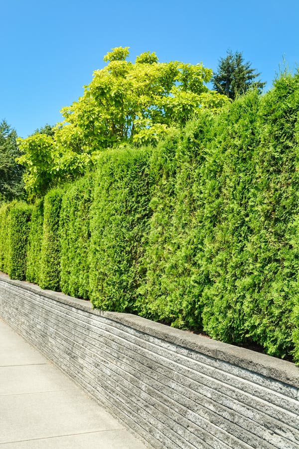 Tall Green Hedge on Concrete Terrace with Blue Sky Background Stock ...