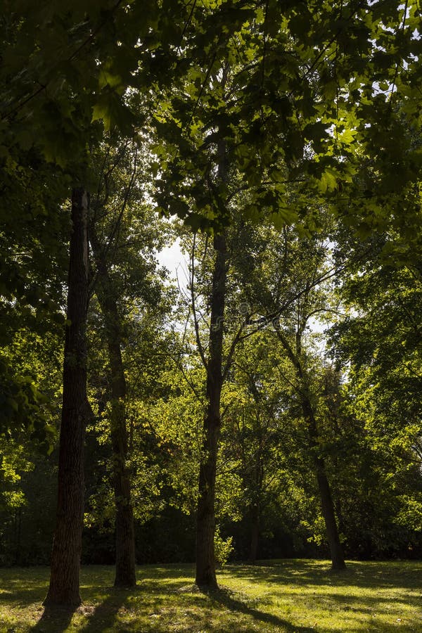Tall Green Maples at the End of Summer Illuminated by Bright Sunlight ...
