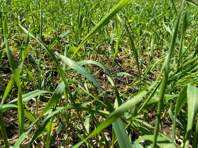 Tall Green Natural Grass with Tall Stems of Weeds Stock Image - Image ...
