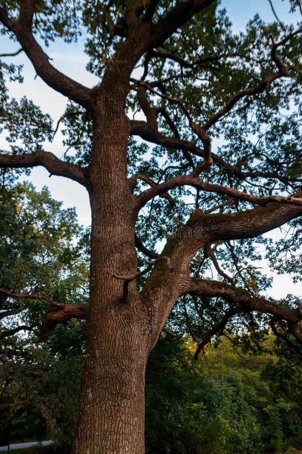 Tall Oak Tree In Summer Park Stock Photo - Image of outdoor, beautiful ...