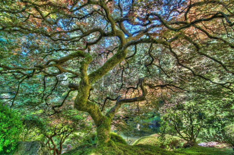 Tall Green Tree with Drooping Mossy Branches Stands Tall in a Lush ...