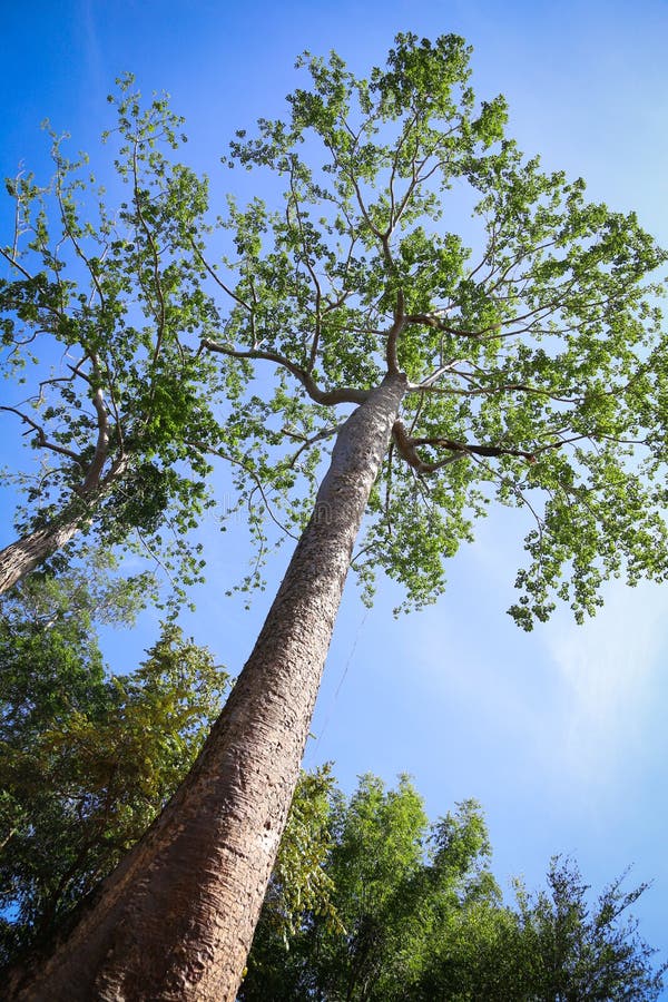 13,284 One Tall Tree Stock Photos - Free & Royalty-Free Stock Photos ...