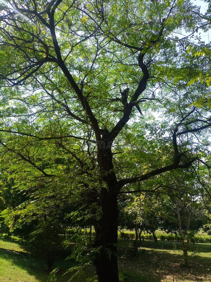 Tall Green Tree Standing Alone Stock Photo - Image of green, alone ...