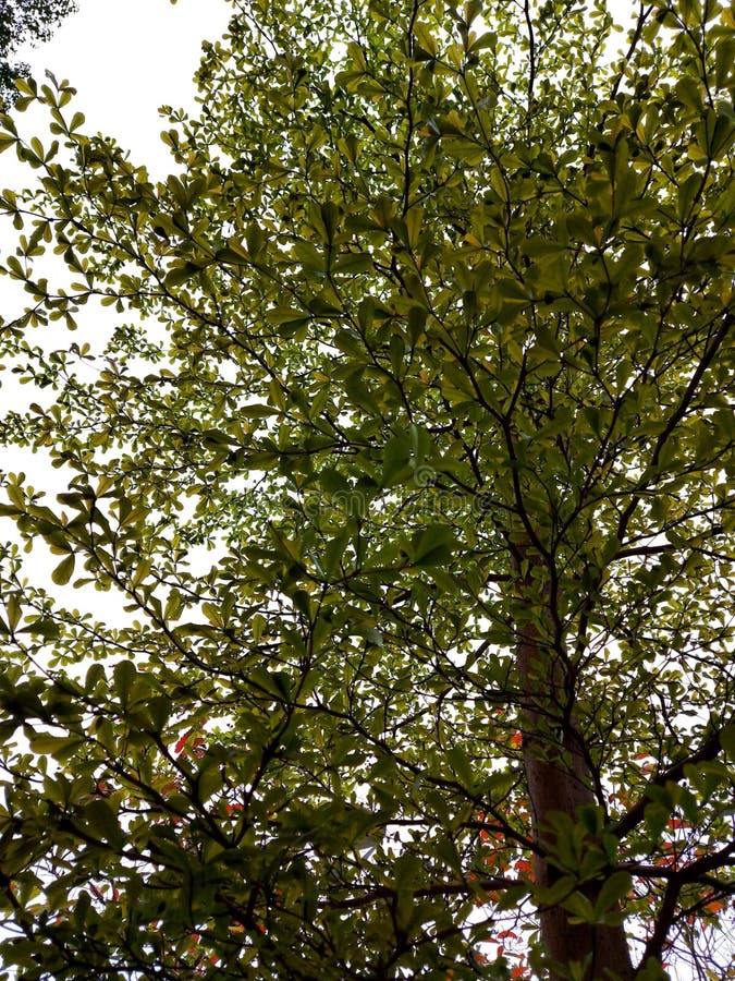 A Tall Green Tree with a White Sky.also Tree Looking Colorful Stock ...