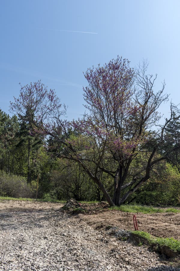 Tall, Green Trees in the Park - a Perfect Place To Relax Stock Photo ...