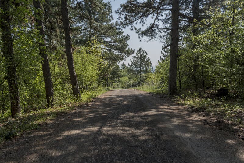 Tall, Green Trees in the Park - a Perfect Place To Relax Stock Photo ...