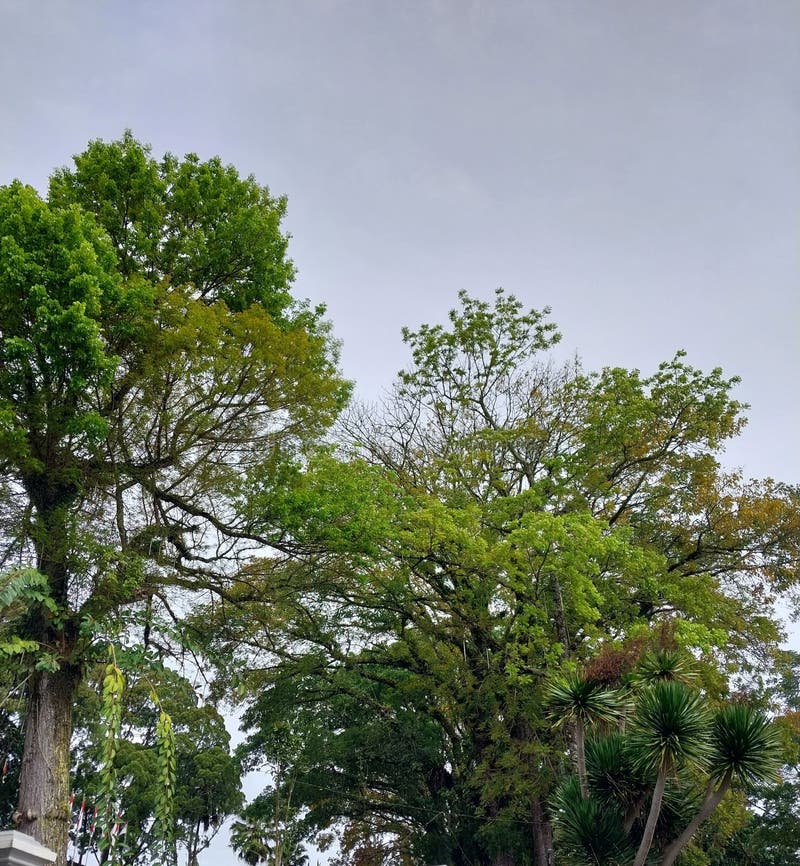 Tall Green Trees Under the Wide Sky Stock Photo - Image of fruit ...