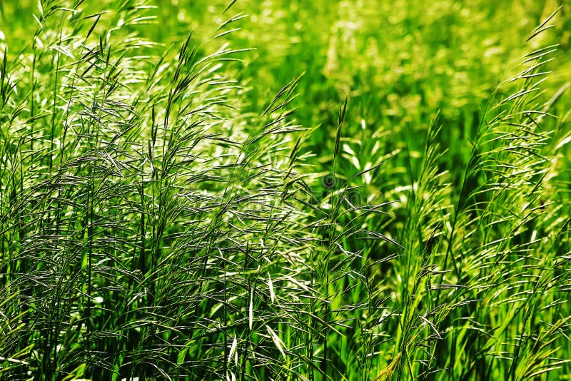 Tall green weed grass stock photo. Image of meadow, seasonal - 188820372