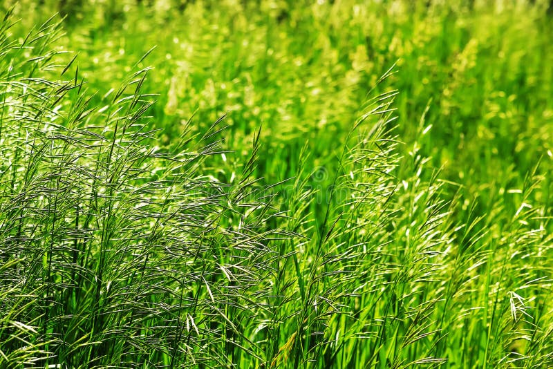 Tall green weed grass stock photo. Image of environmental - 188820376