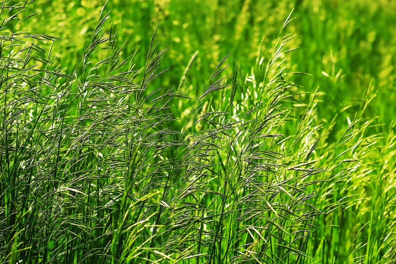 Tall green weed grass stock image. Image of pretty, country - 188820379