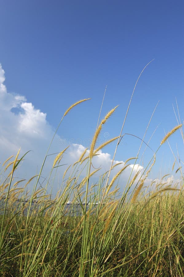 Tall Green Weed Grass Field with Blue Sky Stock Photo - Image of sedge ...