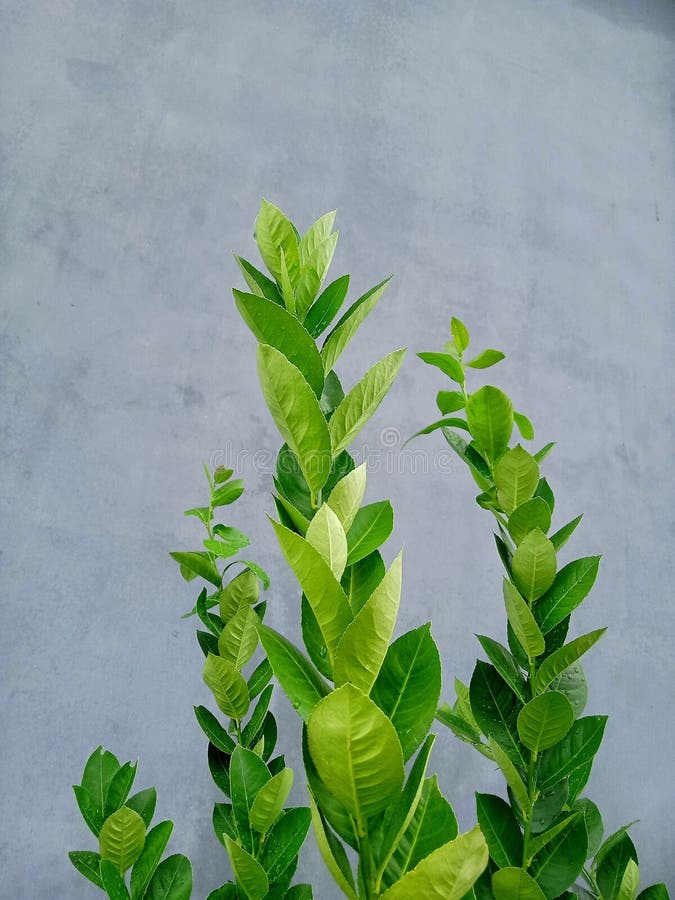 Tall Growing Orange Tree Trunks Stock Photo - Image of garden, herb ...