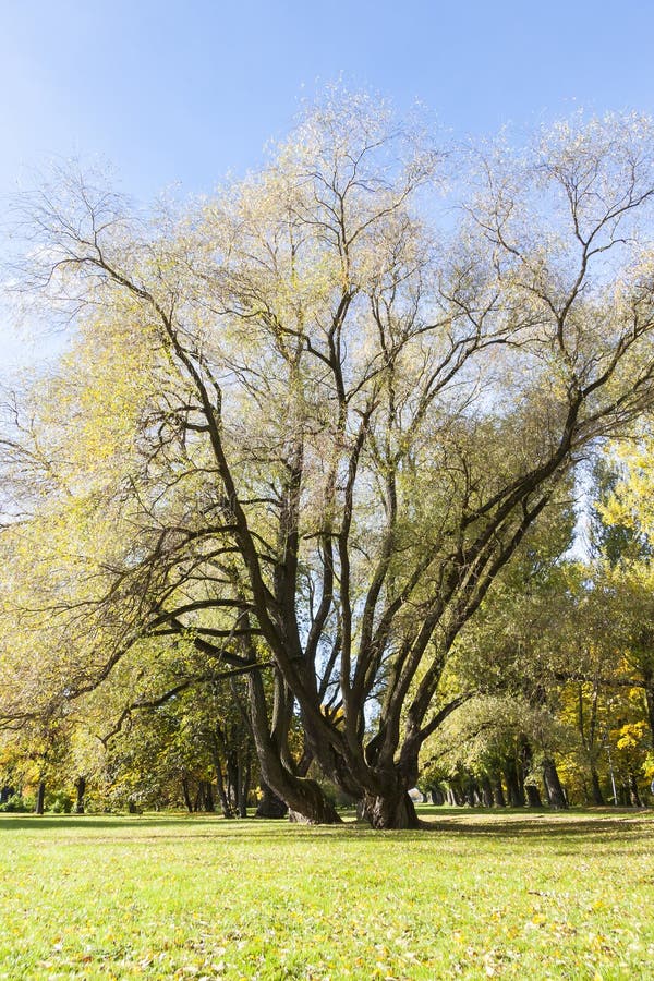 Tall and Half Bare Tree in Autumn Stock Photo - Image of bare, field ...