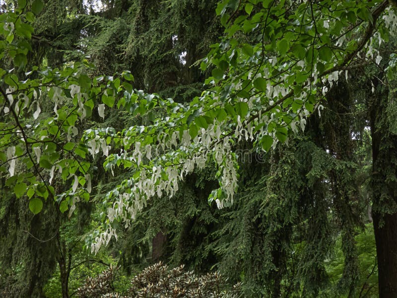 Tall Hanging Branches of a Dove Tree Blooming Stock Image - Image of ...