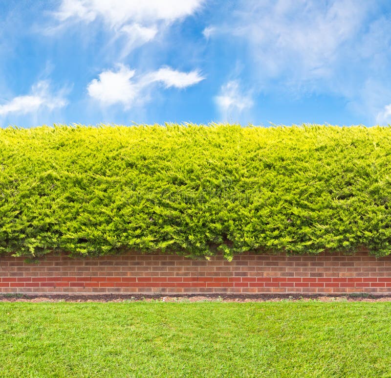 Tall hedge isolated stock image. Image of outdoor, isolated - 32578643