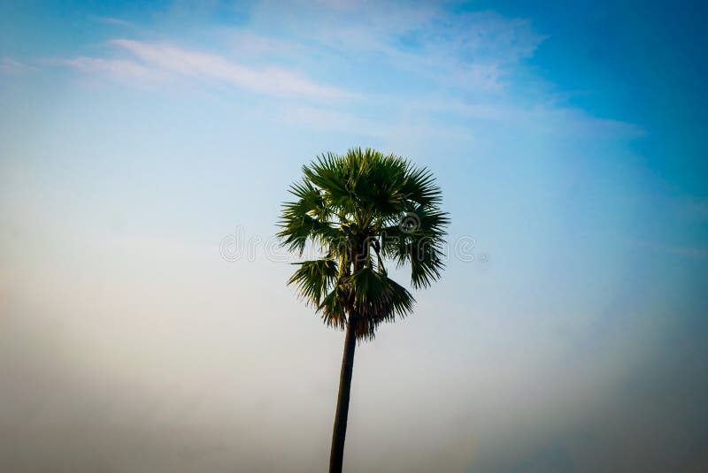 Tall High Palm Tree Against Blue Sky Clouds Background Stock Image ...