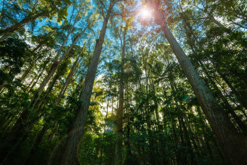 Tall High Pine Trees Forest Converging Skyward Stock Photo - Image of ...