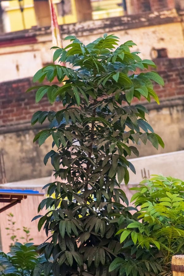 A Tall Indian Devil Tree Getting Taller Stock Photo - Image of growth ...