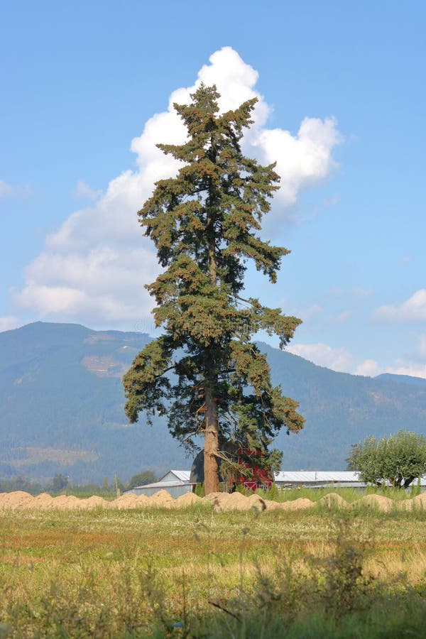 Single Pine Tree Landscape Rural Stock Image - Image of rural, single ...