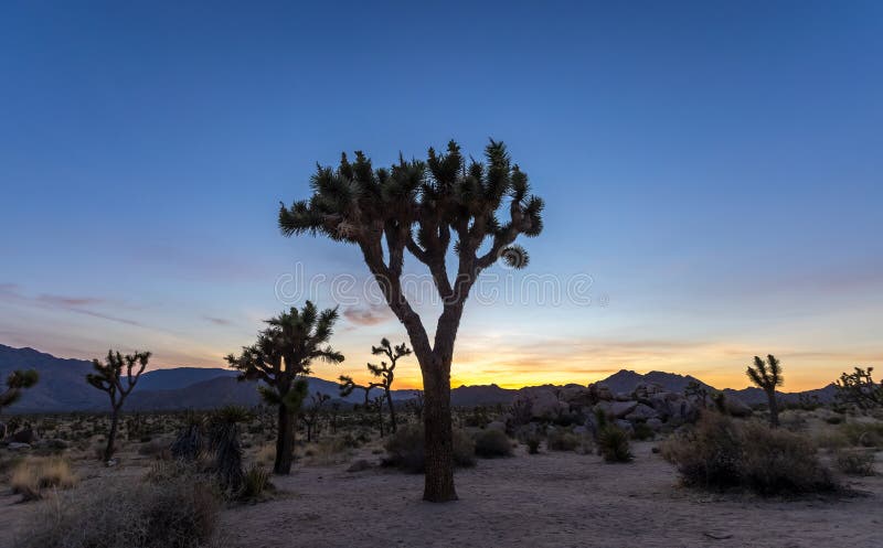 Tall Joshua Tree in Joshua Tree National Park. Stock Photo - Image of ...