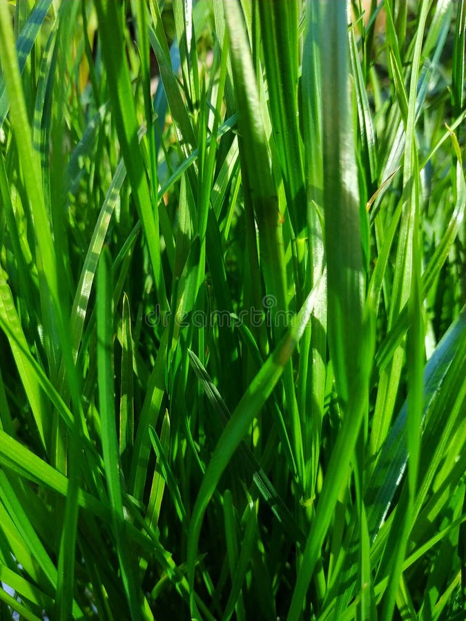 Tall Juicy Green Grass Growing in the Ground Stock Image - Image of ...