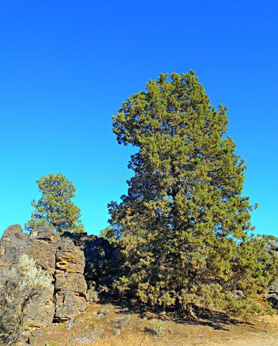 Tall Juniper Tree stock photo. Image of wall, redmond - 97007014