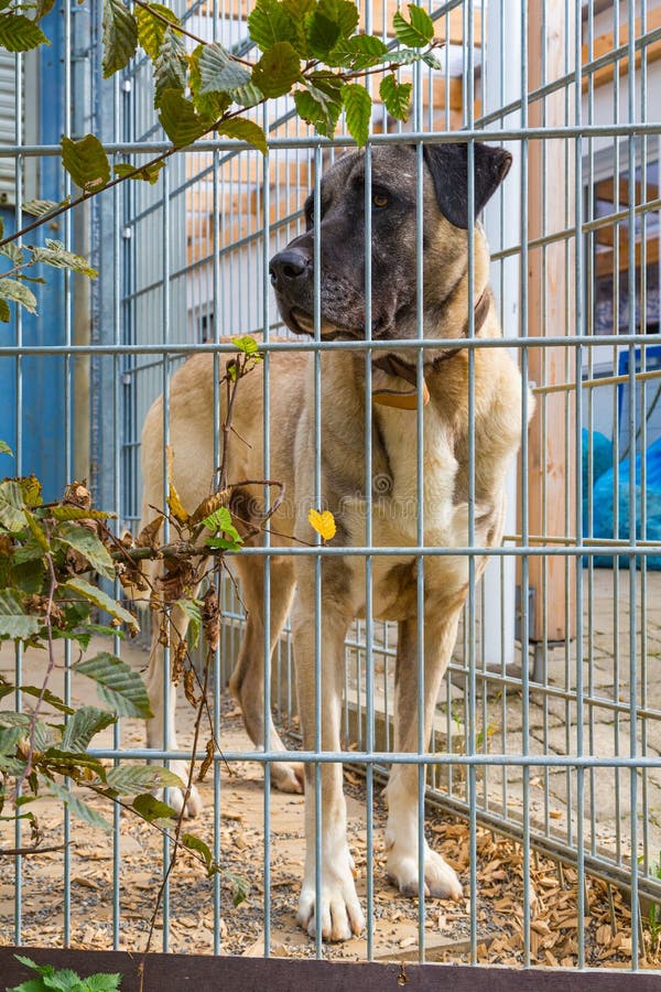 Tall Kangal Dog Standing in a Kennel Stock Photo - Image of protection ...