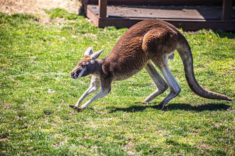 Tall Kangaroo Standing Near a Building on Grass Stock Image - Image of ...