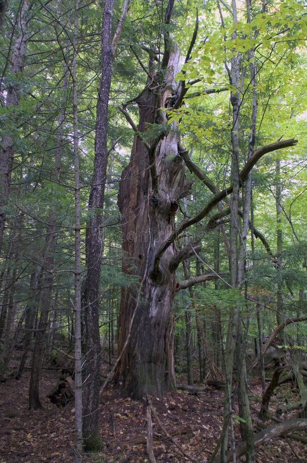 Old Gnarly Tree Spooky Trunk in Middle of Woods Stock Photo - Image of ...