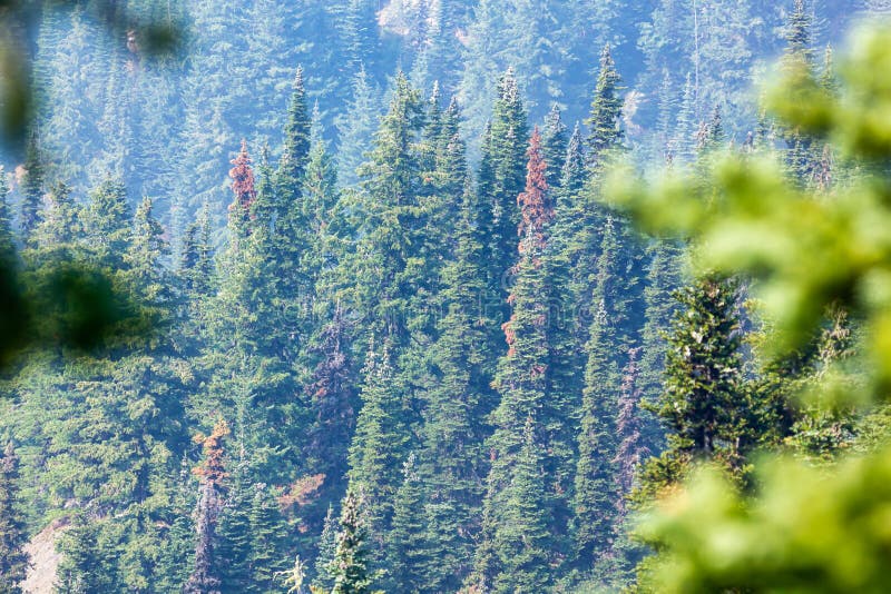 Tall Large Pine Tree Forest in the Distance Stock Image - Image of ...
