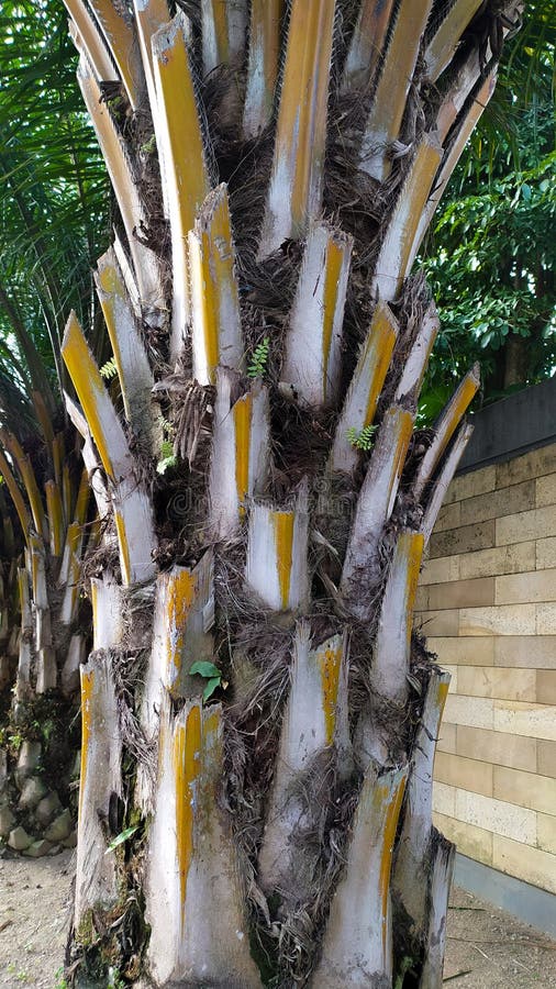 A Tall and Large Palm Tree with Trimmed Branches Stock Image - Image of ...