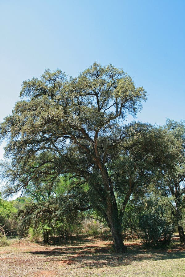 TALL LARGE TREE with GREEN FOLIAGE Stock Image - Image of branch ...