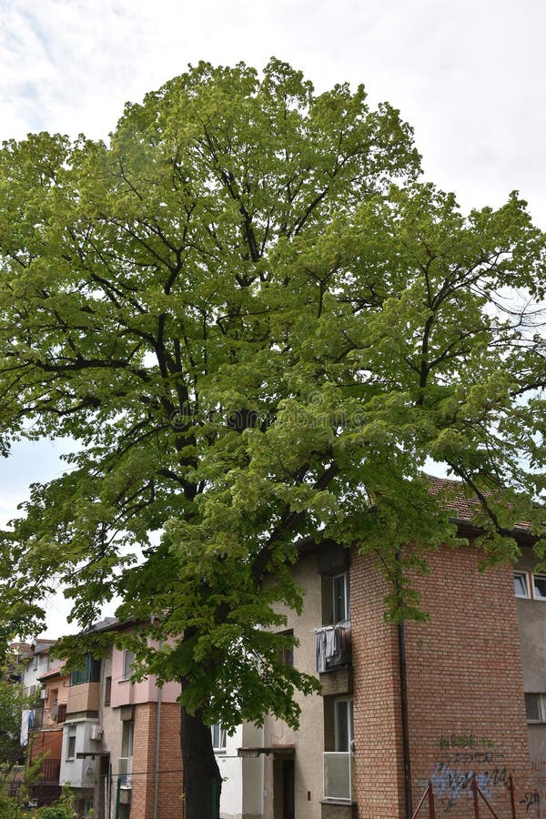 A Tall and Large Tree Grows Next To the Buildings Stock Photo - Image ...