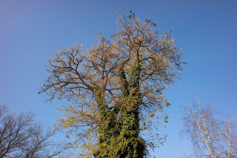 A Tall Large Tree Whose Trunk is Overgrown with Ivy and Hops Against a ...