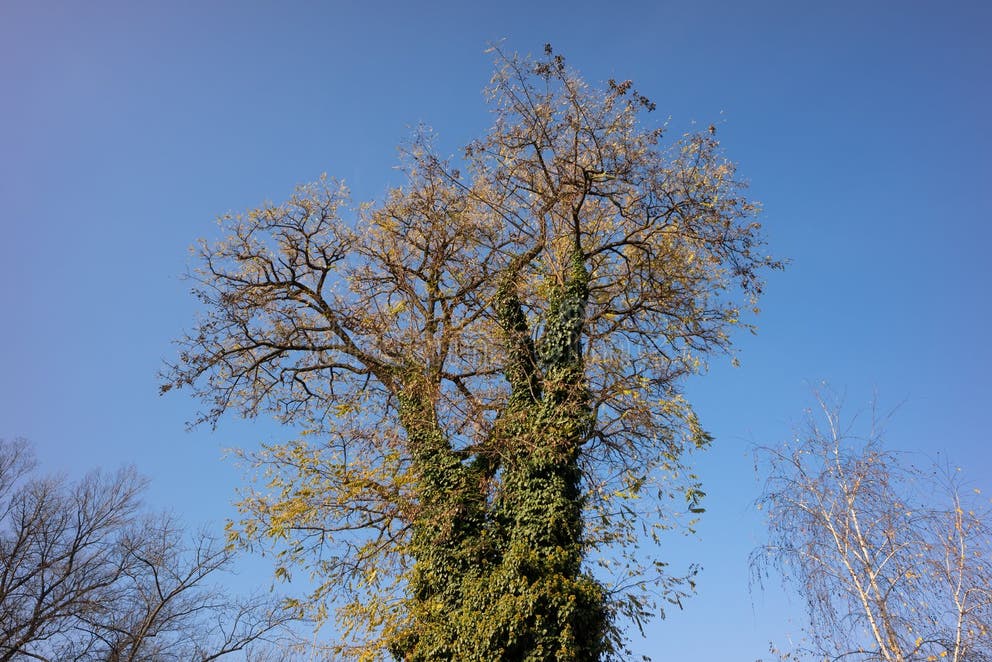 A Tall Large Tree Whose Trunk is Overgrown with Ivy and Hops Against a ...