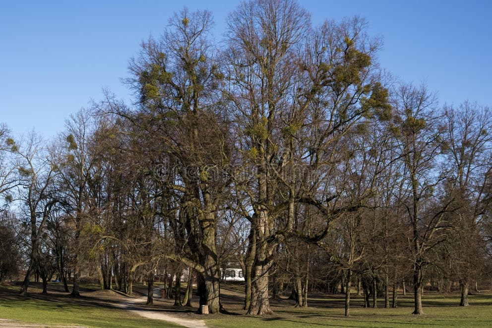 Tall Leafless Oak Trees with Mistletoe Growing on Them Stock Image ...