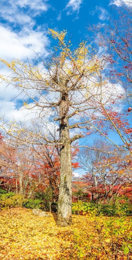 Tall Leafless Tree in Autumn Season Stock Image - Image of outdoor ...