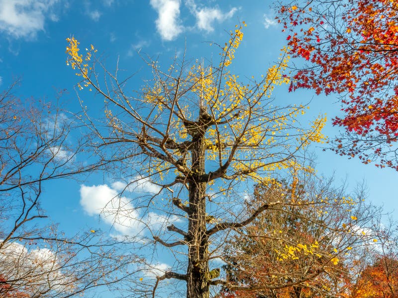 Tall Leafless Tree in Autumn Season Stock Image - Image of orange ...