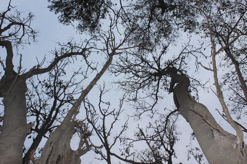 Tall, Leafless Tree Branches Stretch Upward Against a Pale Blue Sky ...