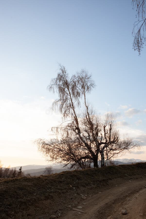 Tall, Leafless Tree on a Dusty Field Stock Photo - Image of sunlight ...