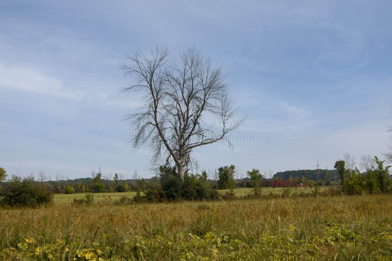 Tall, Leafless Tree in a Grassy Field. Stock Image - Image of grassland ...