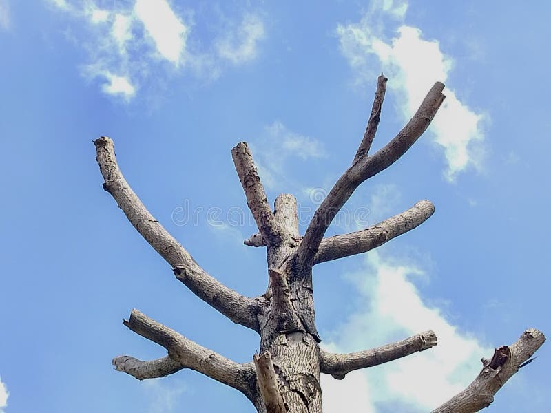 A Leafless, Dry Tree Creates a Dramatic Silhouette Against the Daylight ...