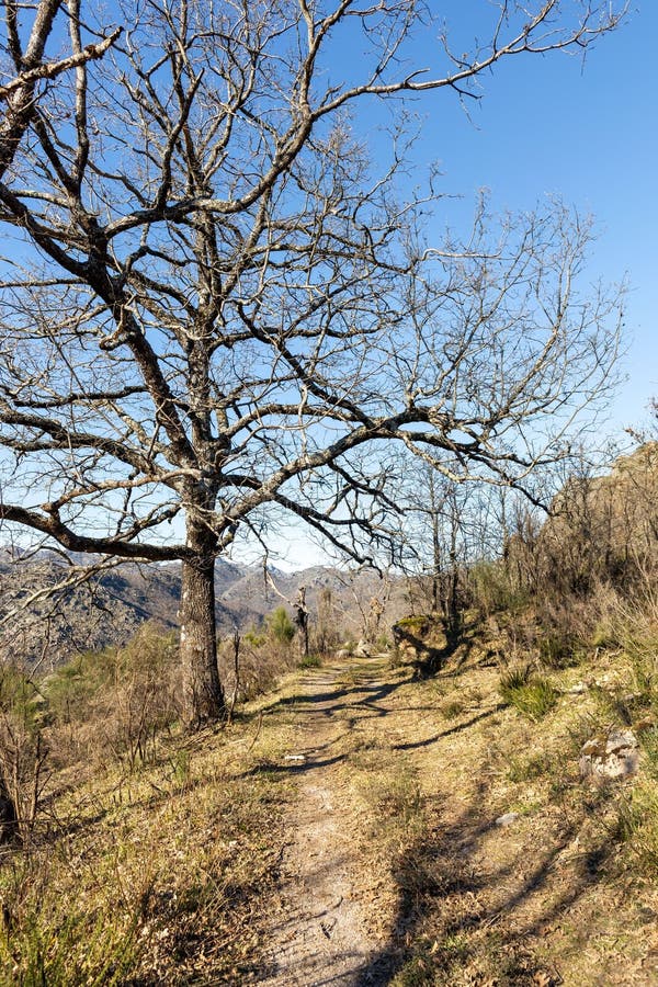 Tall Leafless Tree by a Narrow Pathway on the Hillside. Stock Photo ...