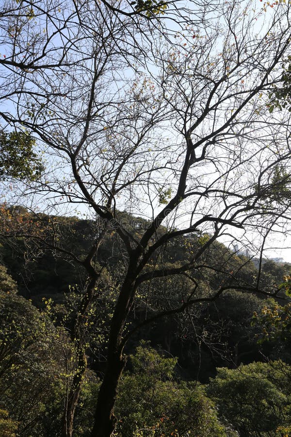 A Tall, Leafless Tree Overlooking the Forest Below, with a Clear Sky ...