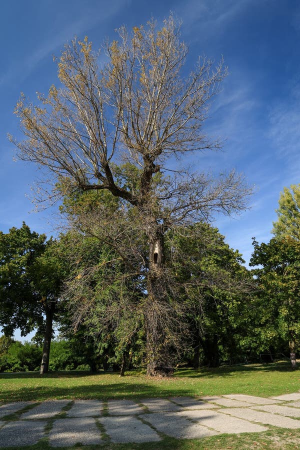 Tall Leafless Tree in a Park with Surrounding Greenery Under a Bright ...